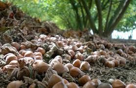 Alla scoperta della Nocciola Piemontese a Feisoglio | Visit Piemonte
