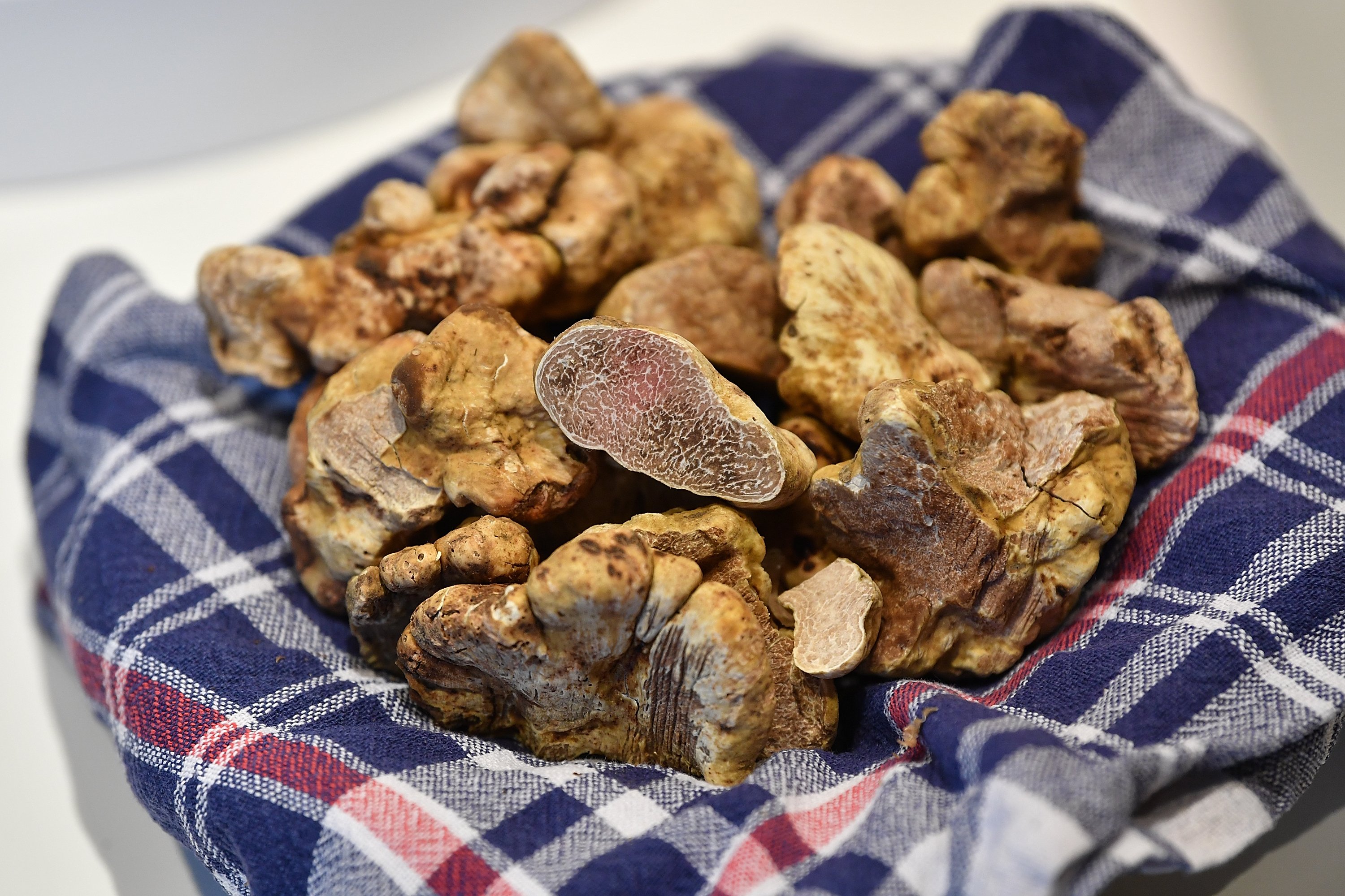 His Majesty the Truffle | Visit Piemonte