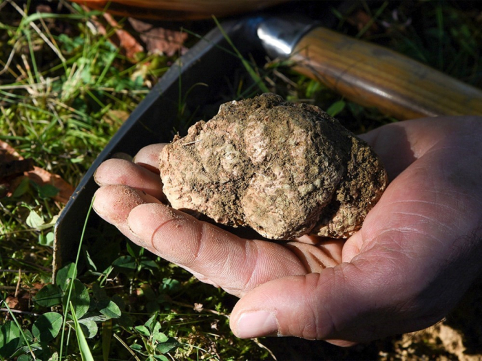 Truffle Tour a La Morra | Visit Piemonte